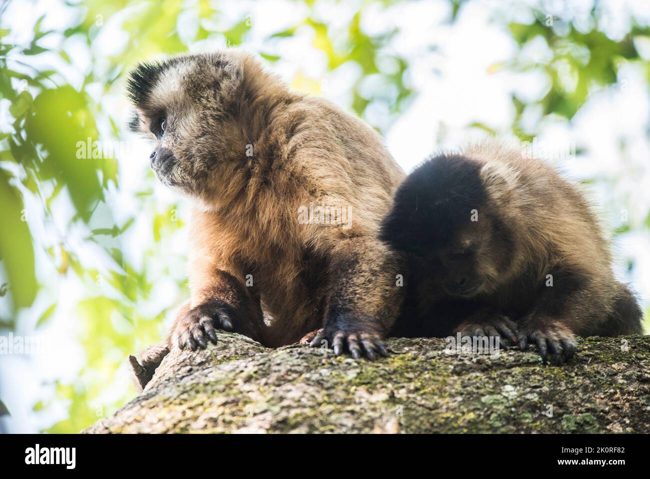 Capuchin mother and baby hi-res stock photography and images - Alamy