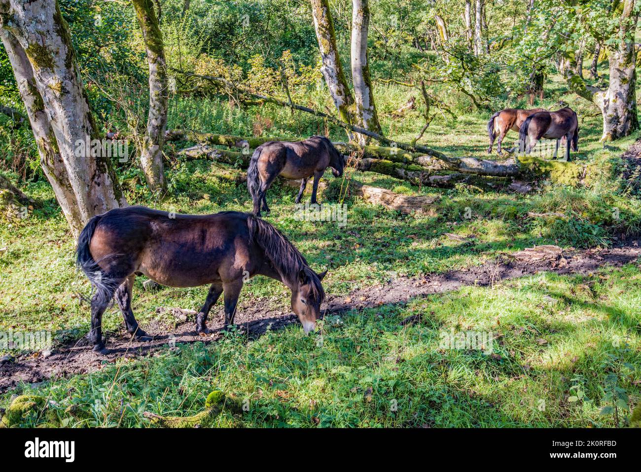 Exmoor ponies in woodland at the edge of Tarn Moss Malham Stock Photo ...