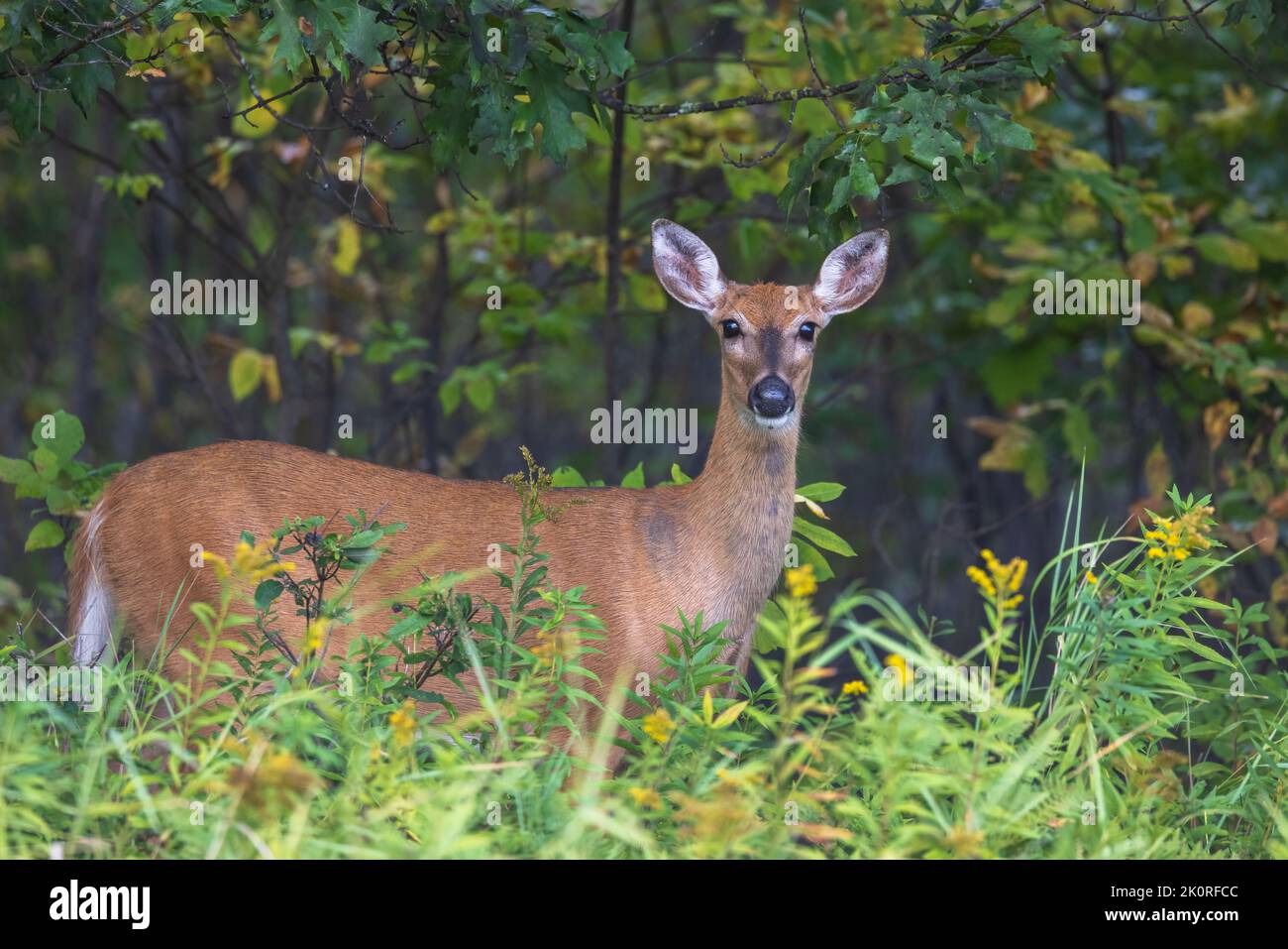 A pretty white-tailed doe in northern Wisconsin Stock Photo - Alamy