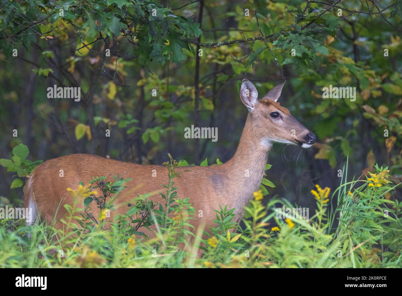 A pretty white-tailed doe in northern Wisconsin Stock Photo - Alamy