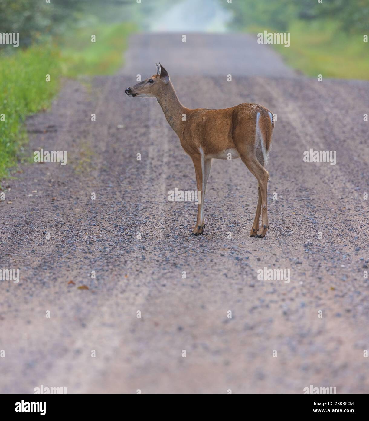 White-tailed doe crossing the road in northern Wisconsin Stock Photo ...