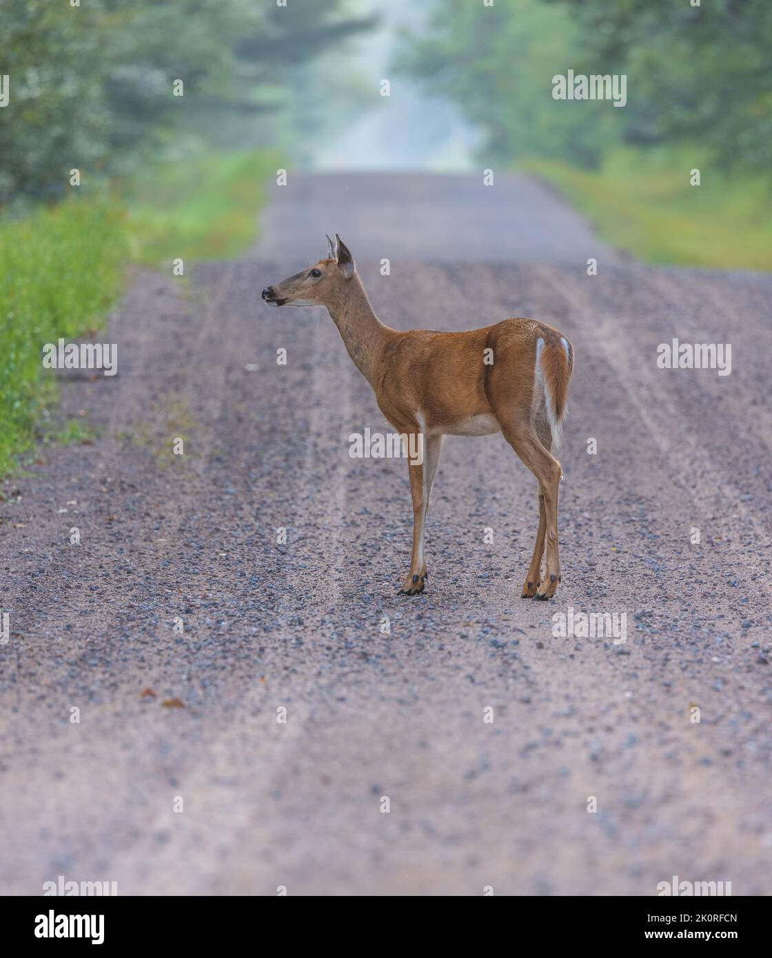 White-tailed doe crossing the road in northern Wisconsin Stock Photo ...