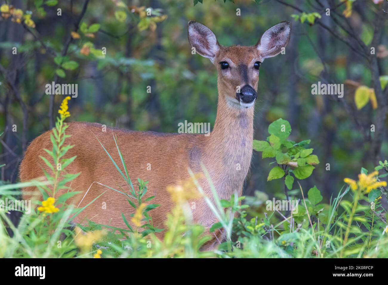 A pretty white-tailed doe in northern Wisconsin Stock Photo - Alamy
