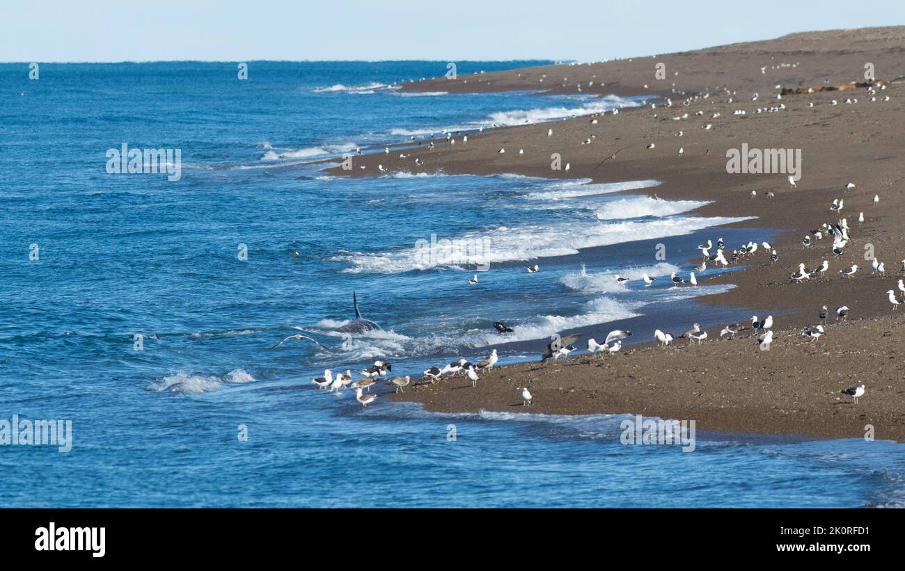 Patagonian coast hi-res stock photography and images - Alamy