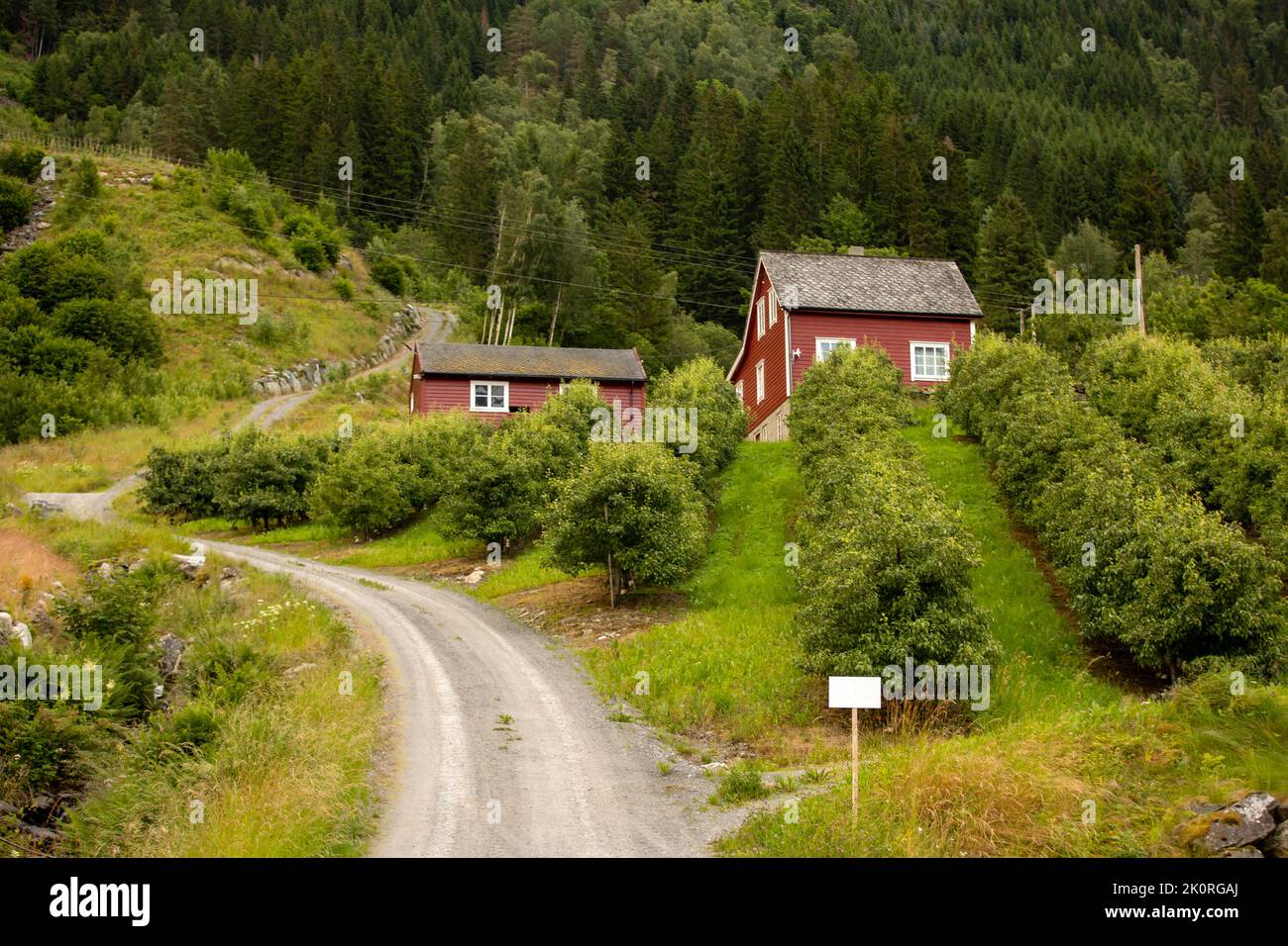 Apple tree plantations in Norway, summertime, child checking the apples ...