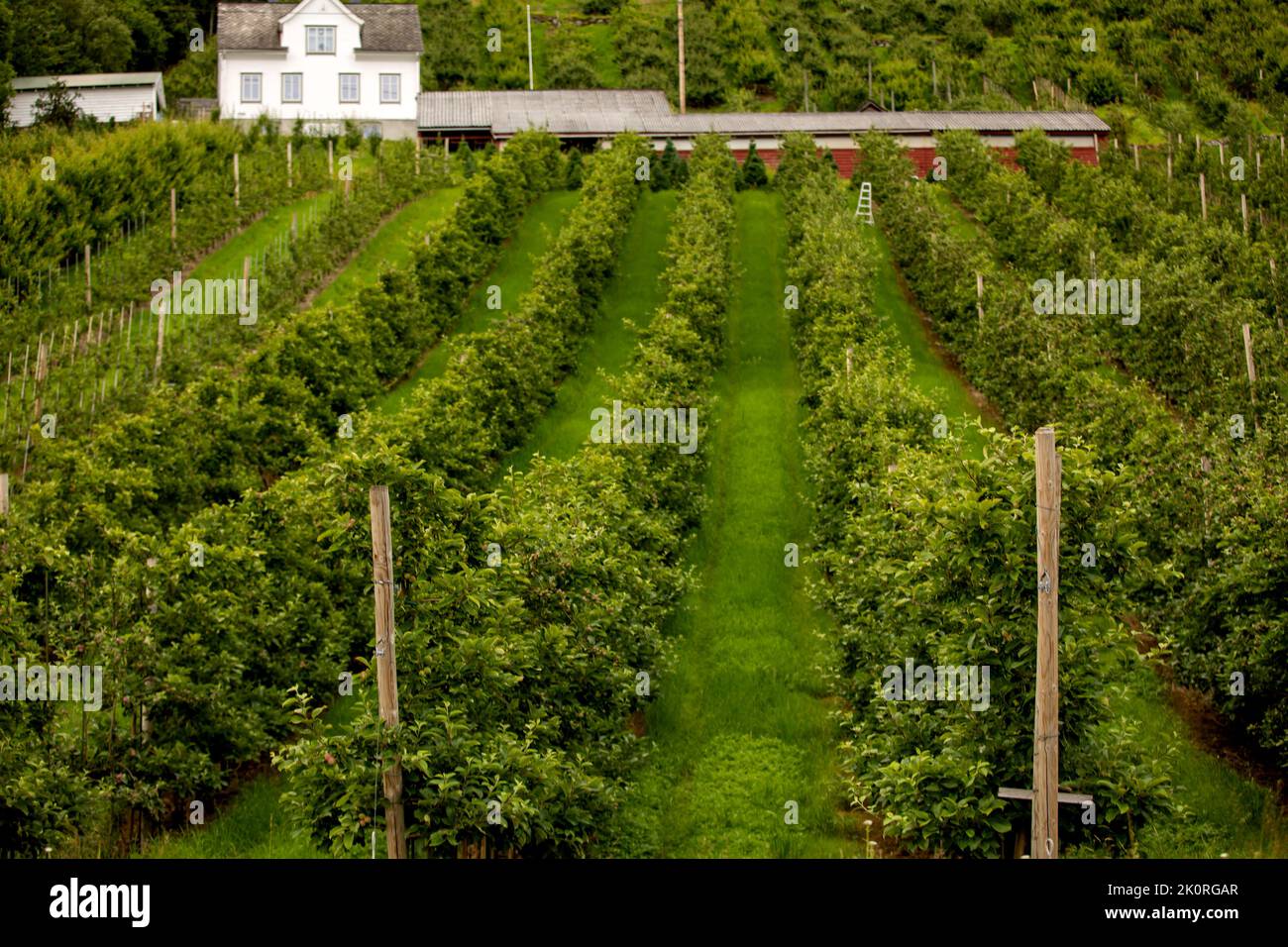 Apple tree plantations in Norway, summertime, child checking the apples ...