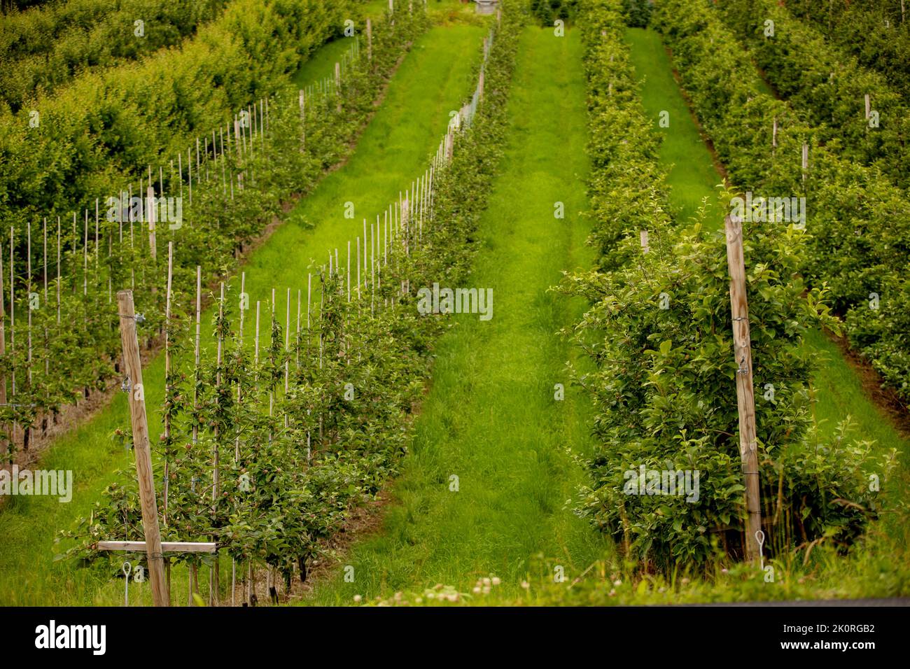 Apple tree plantations in Norway, summertime, child checking the apples ...