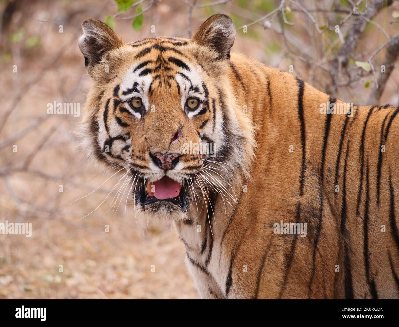 Matkasur- Male tiger spotted in Tadoba National Park Stock Photo - Alamy