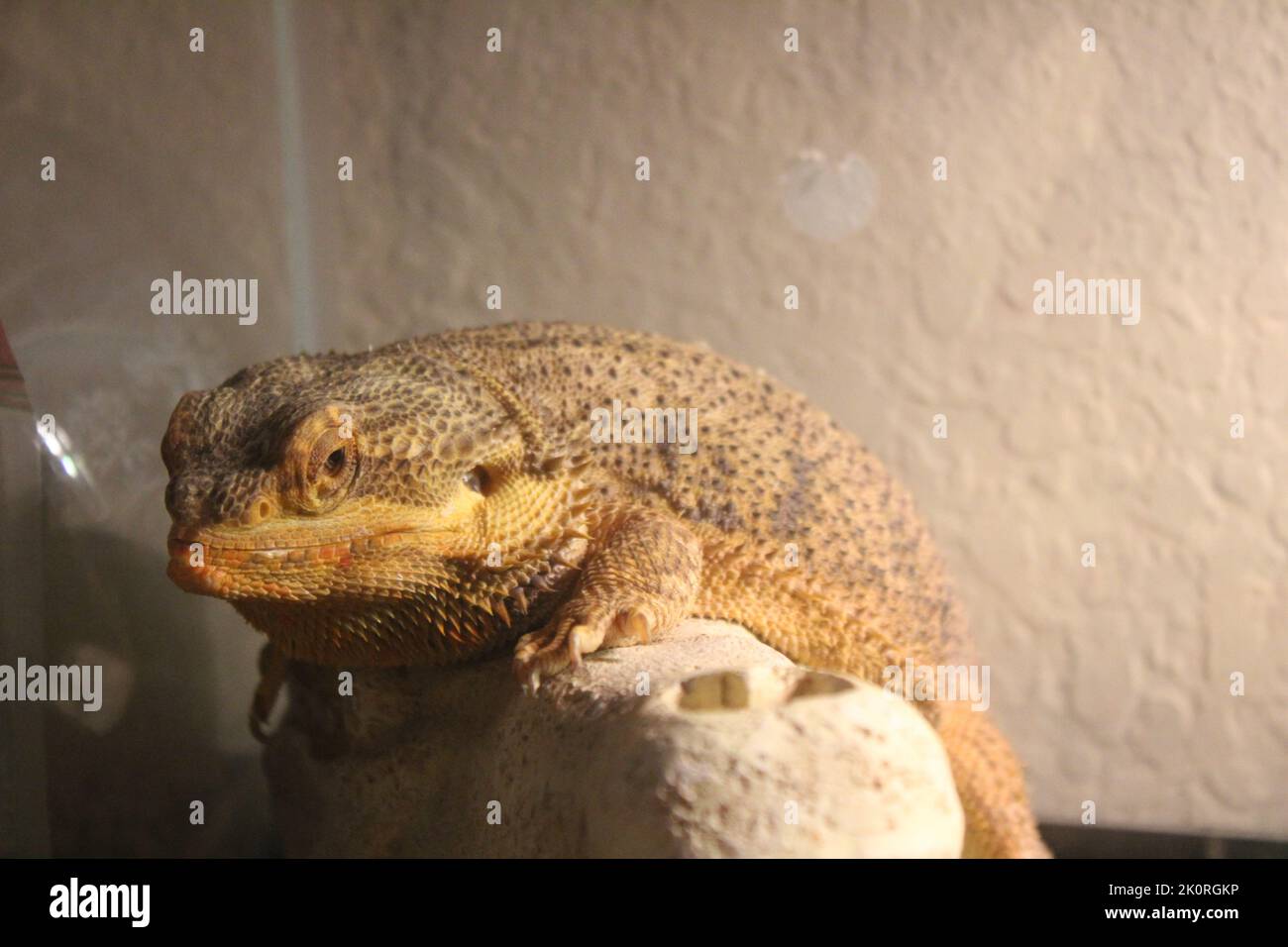 Dragon standing hi-res stock photography and images - Alamy