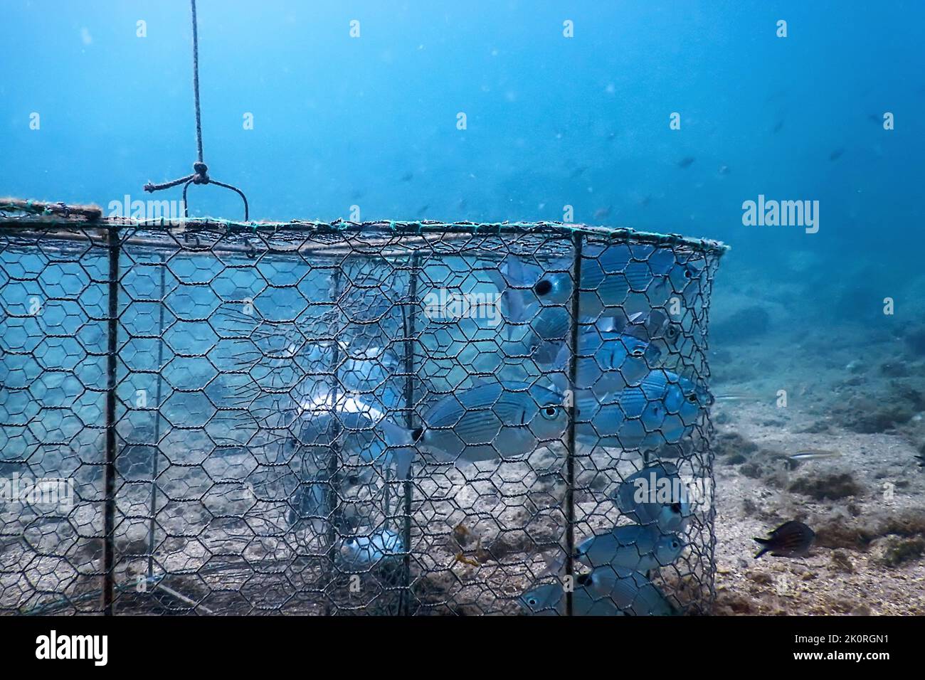 Underwater fish trap, fishes inside trap, fish hunt Stock Photo - Alamy