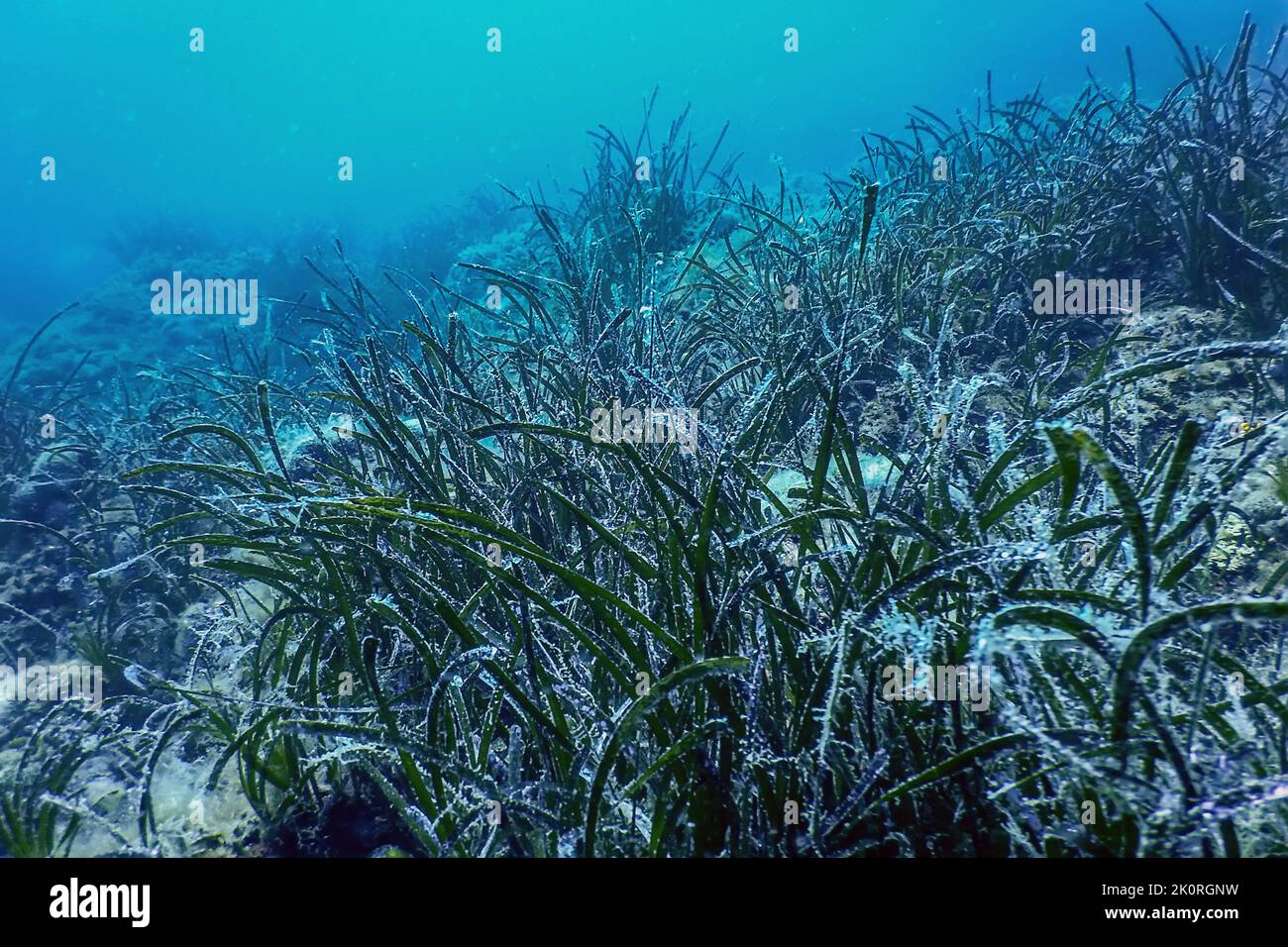 Forest of Seaweed, Seaweed Underwater, Underwater Scene, sea life Stock ...