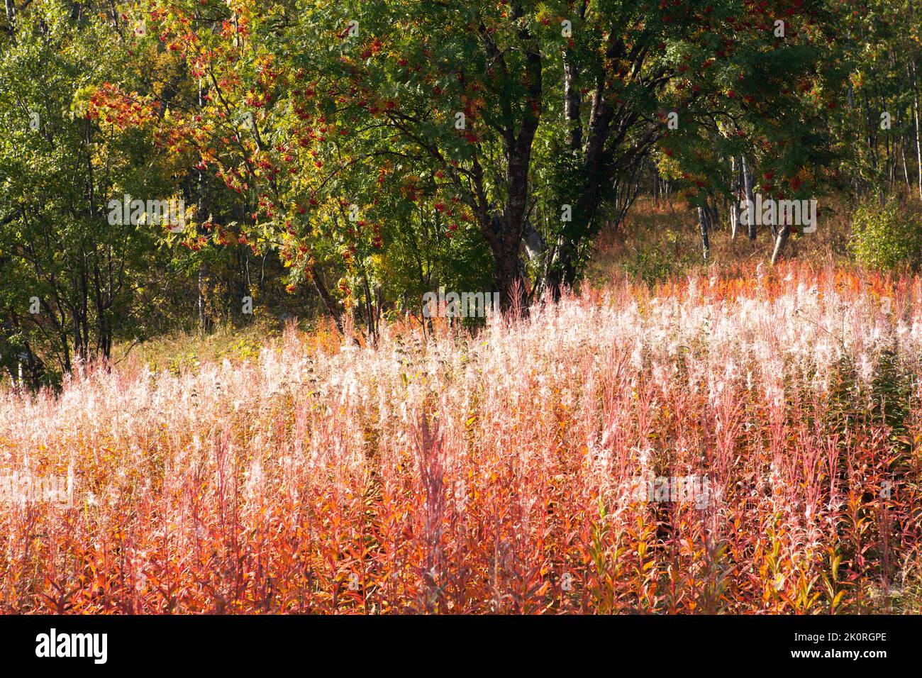 Fireweed, Chamerion angustifolium, and rowan-berry in the autumn ...