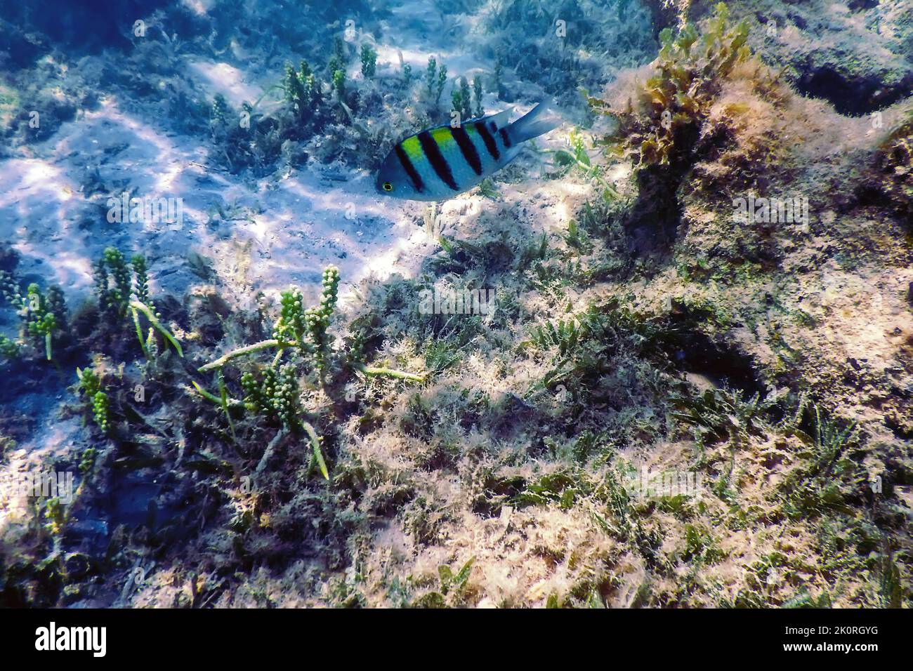 Underwater landscape reef with algae, Blue underwater background Stock ...