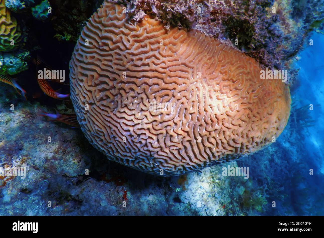 Brain coral in the bottom of the sea, Marine life Stock Photo - Alamy