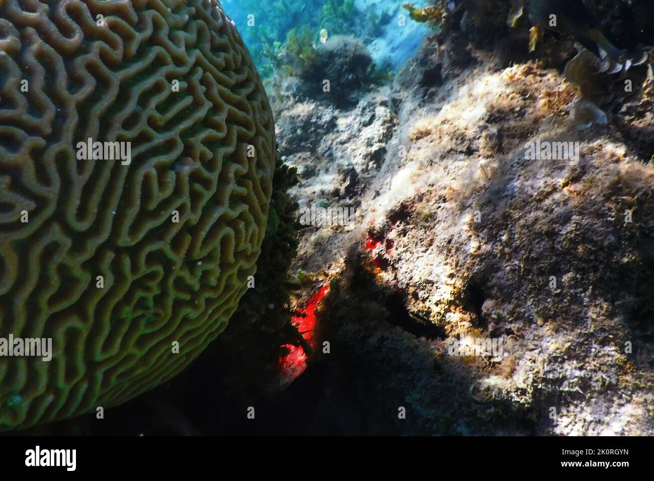 Brain coral in the bottom of the sea, Marine life Stock Photo - Alamy