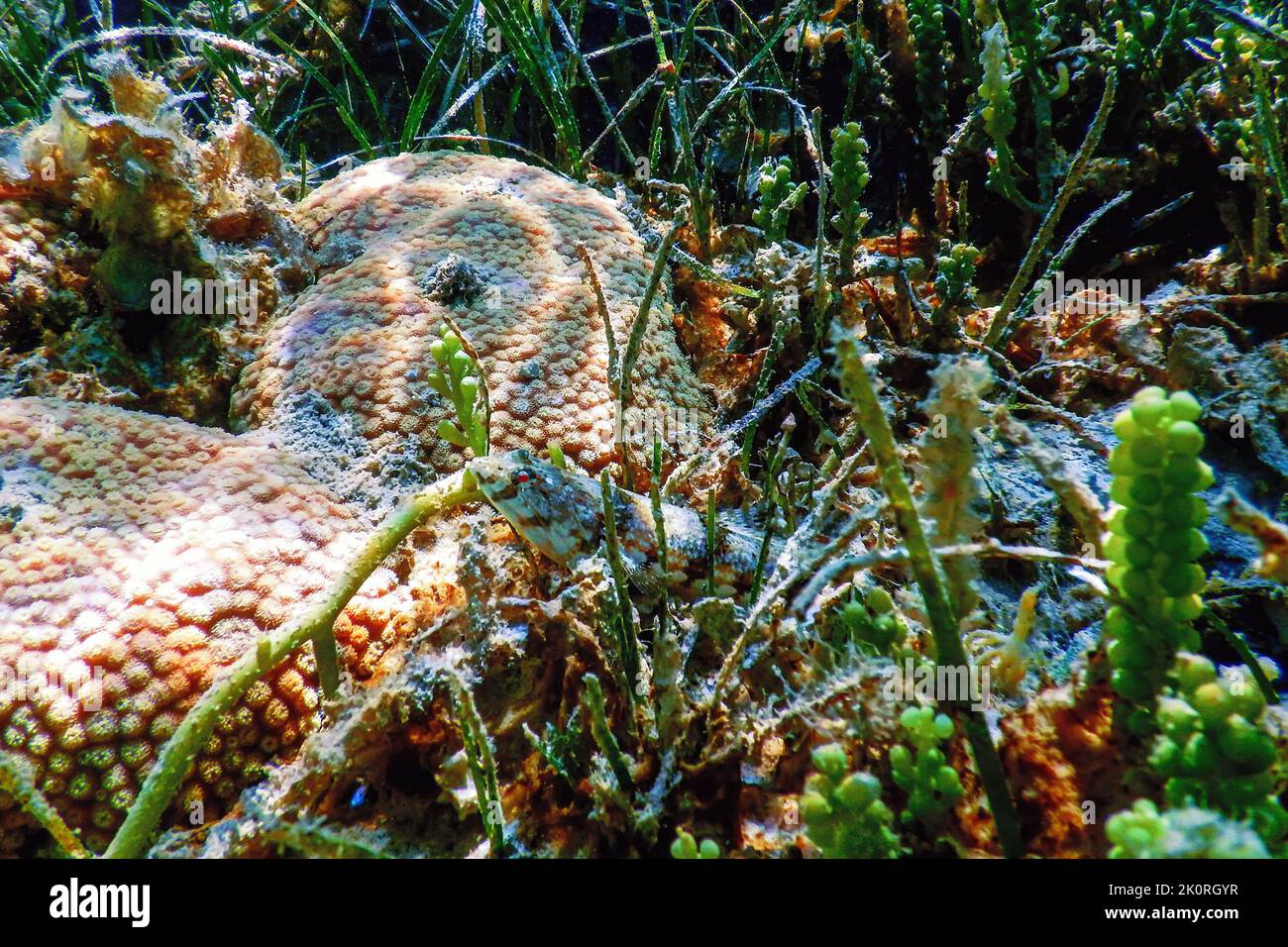 Variegated lizardfish (Synodus variegatus) Underwater, Marine life ...
