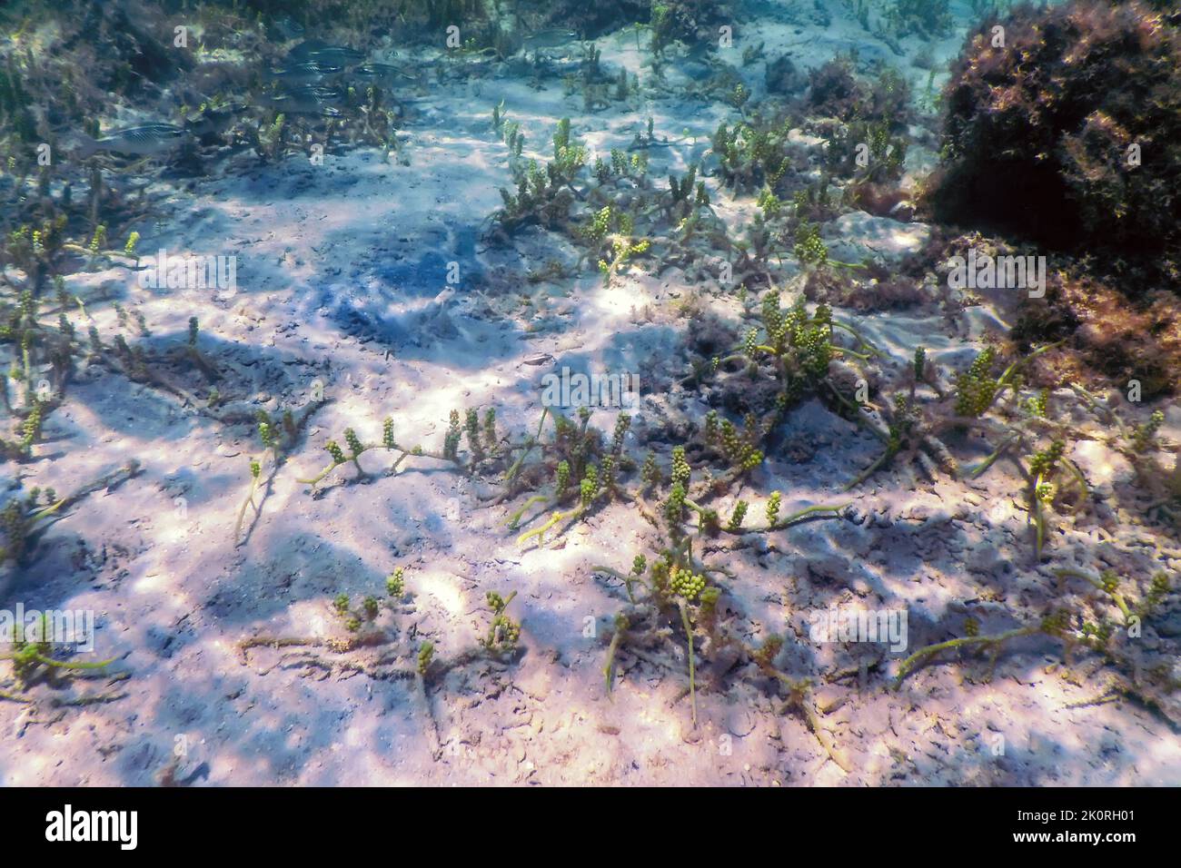 Underwater landscape reef with algae, Blue underwater background Stock ...