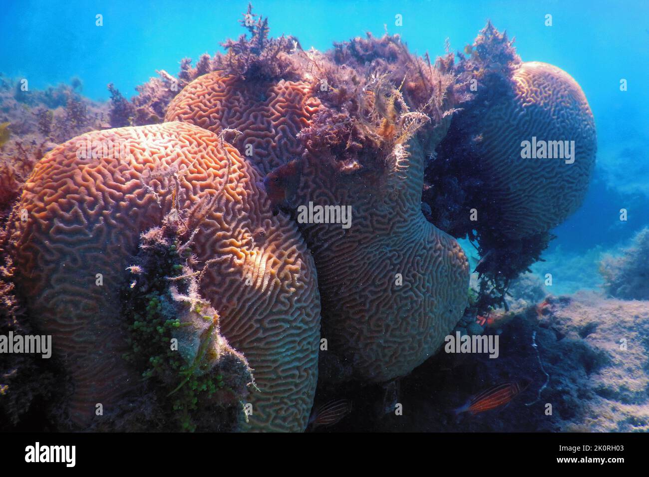 Brain coral in the bottom of the sea, Marine life Stock Photo - Alamy