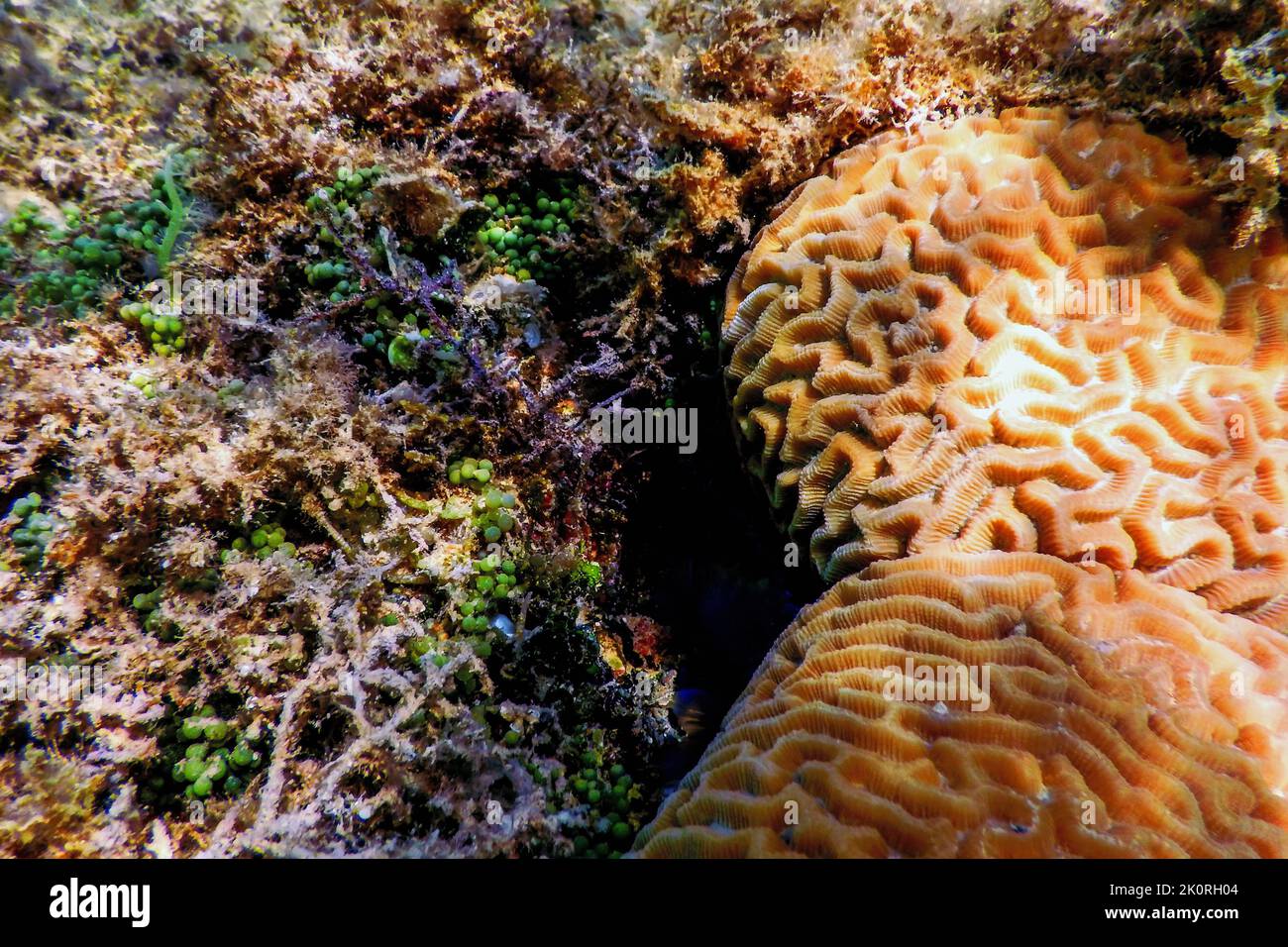 Brain coral in the bottom of the sea, Marine life Stock Photo - Alamy