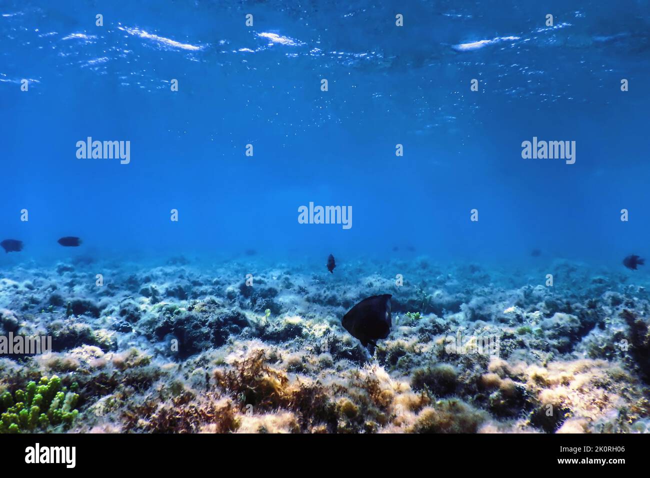 Underwater landscape reef with algae, Blue underwater background Stock ...