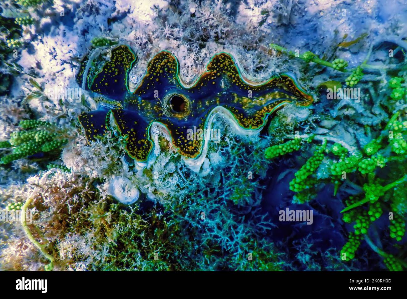 Maxima clam (Tridacna maxima) Underwater, Marine life Stock Photo - Alamy