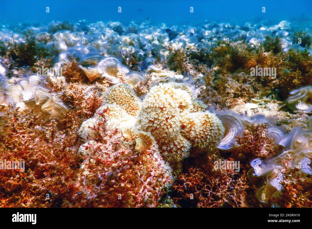 Polyps of the coral, Underwater landscape reef, Blue underwater ...