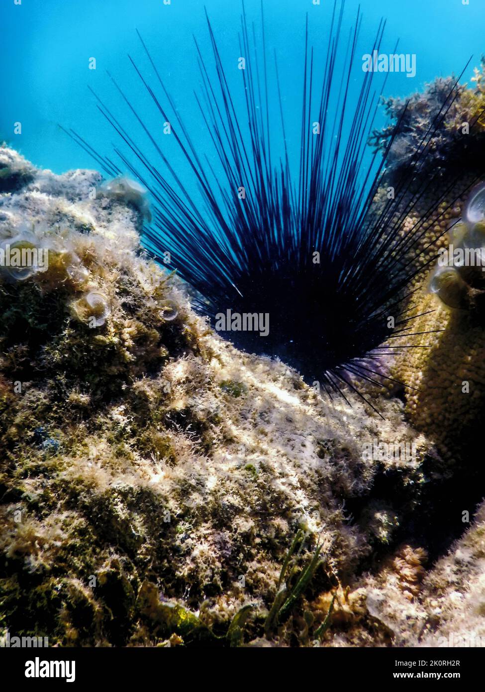 Common Long Spined Sea Urchin, (Diadema antillarum) underwater, Marine ...