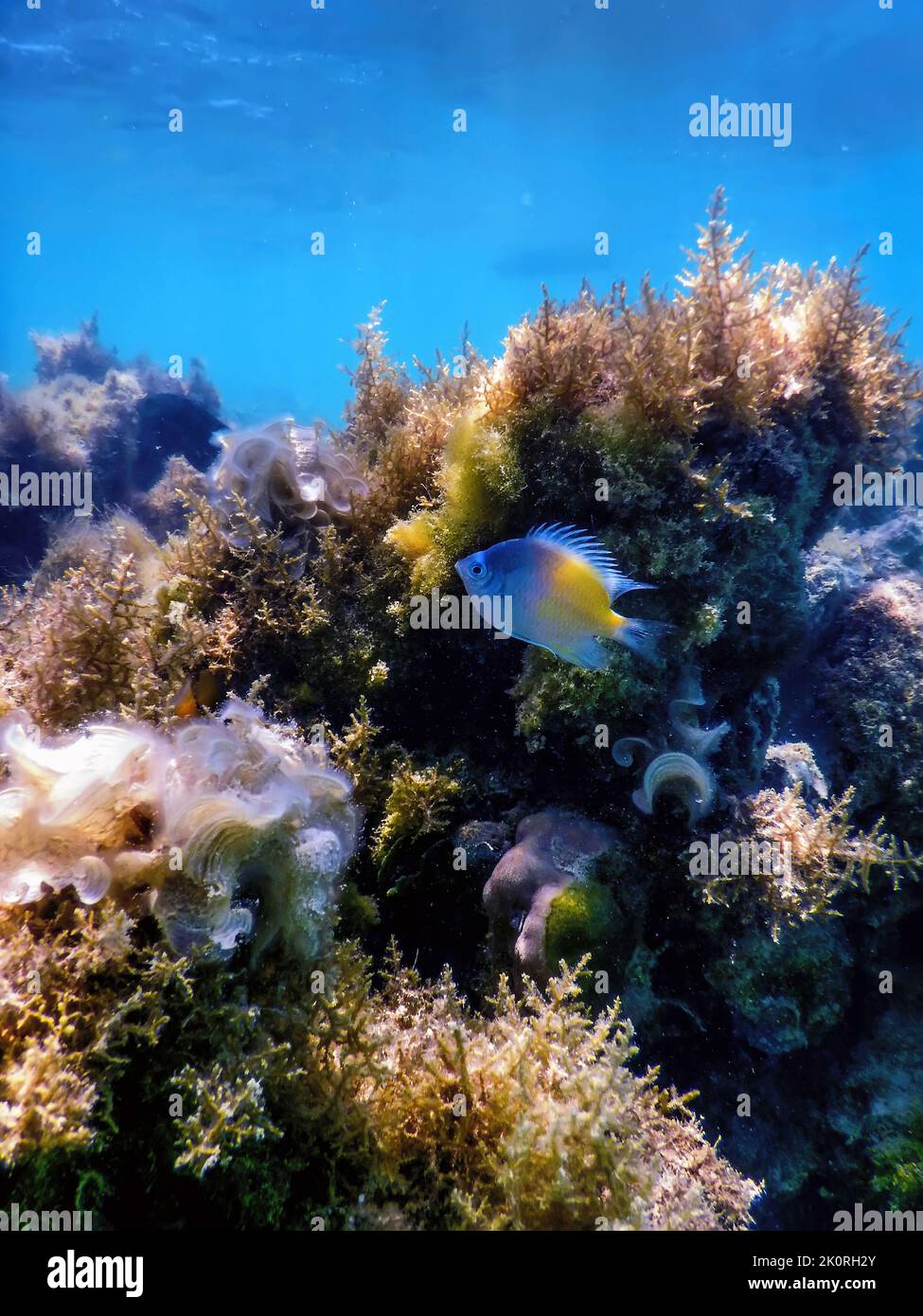 Yellow side damselfish (amblyglyphidodon flavilatus) underwater ...