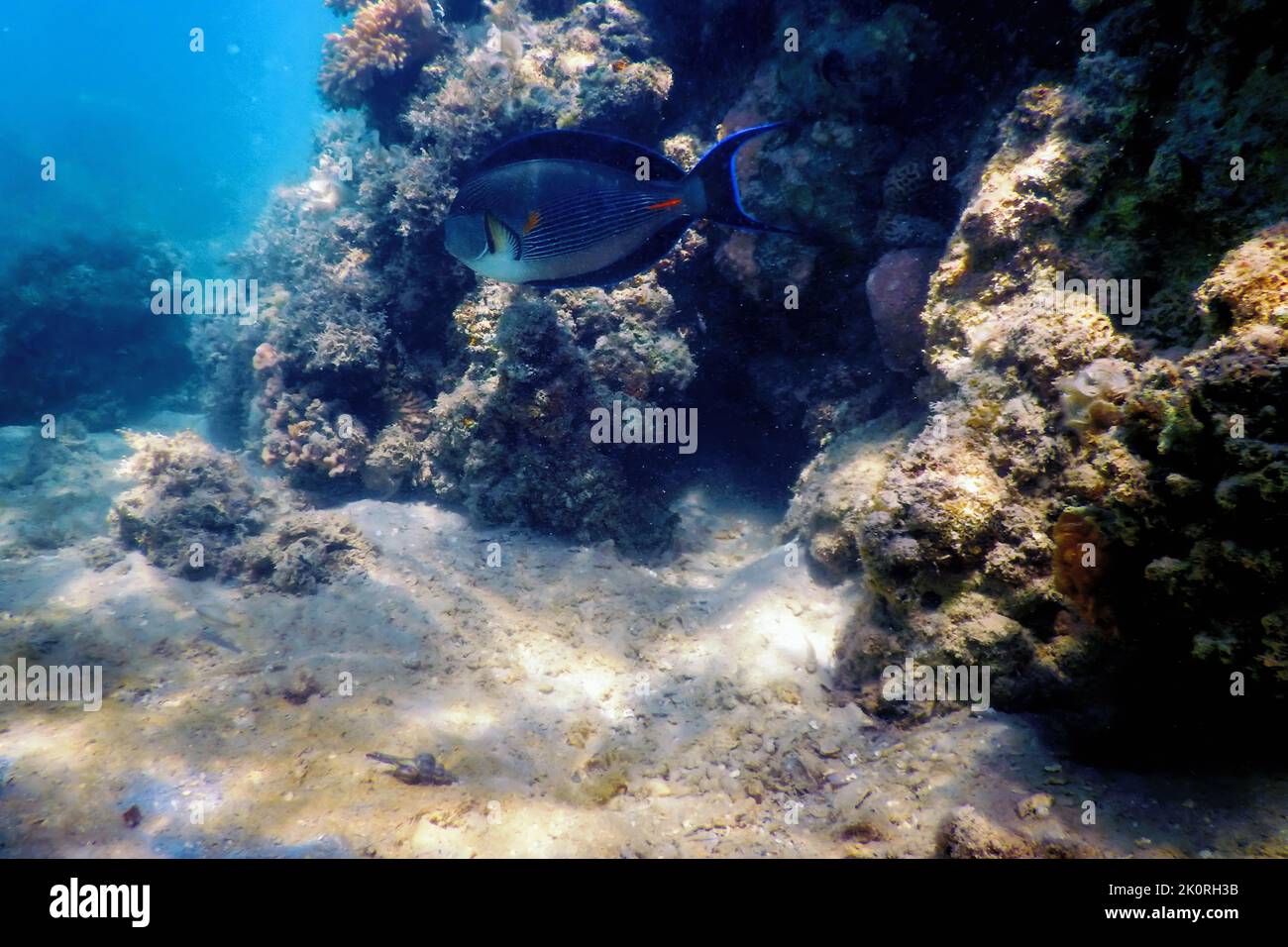 The Sohal Surgeonfish, sohal tang (Acanthurus sohal) Marine life Stock ...