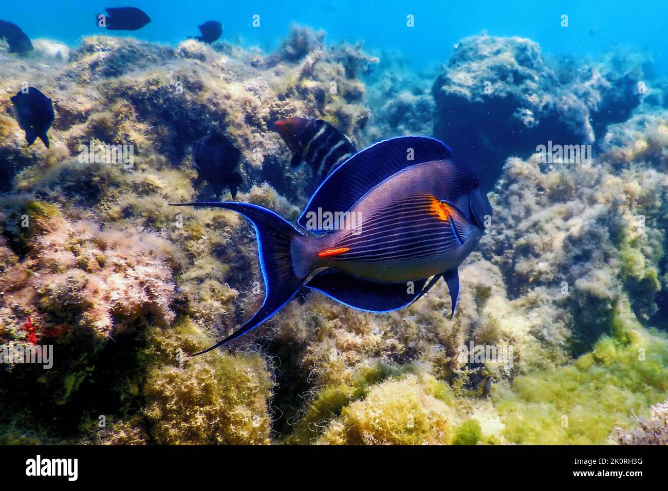 The Sohal Surgeonfish, sohal tang (Acanthurus sohal) Marine life Stock ...