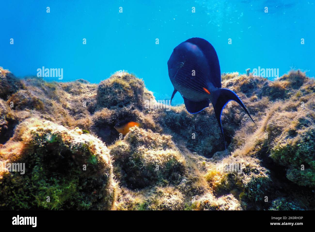 The Sohal Surgeonfish, sohal tang (Acanthurus sohal) Marine life Stock ...