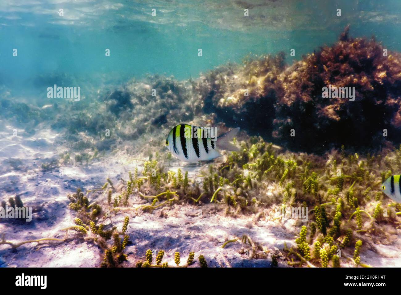 Sergeant major fish (Abudefduf saxatilis) Underwater background, Marine ...