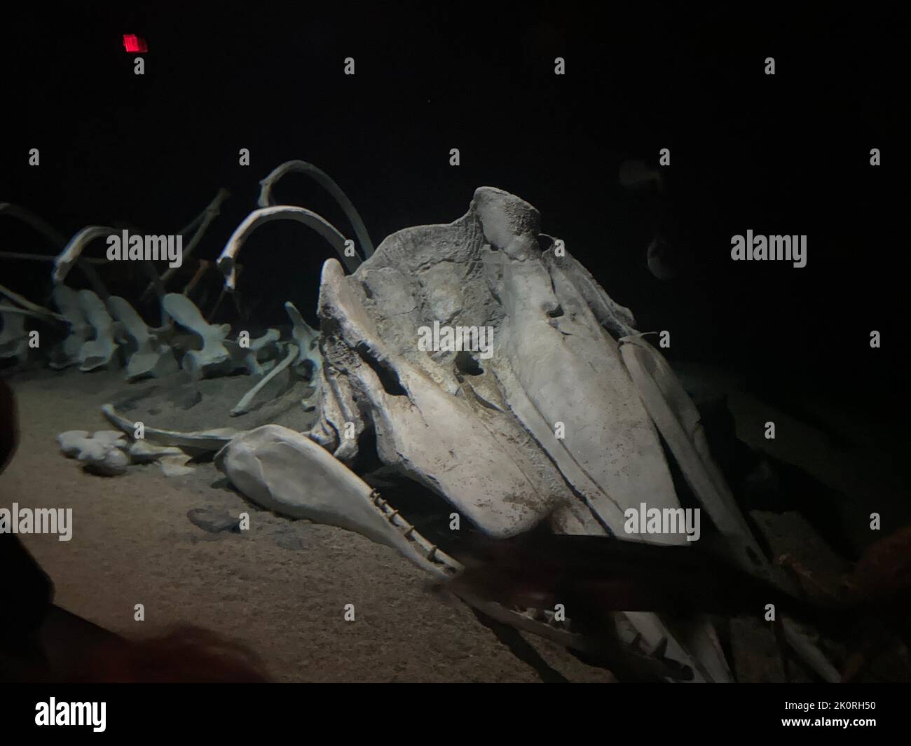 A closeup of a skeleton laying on the sand Stock Photo - Alamy