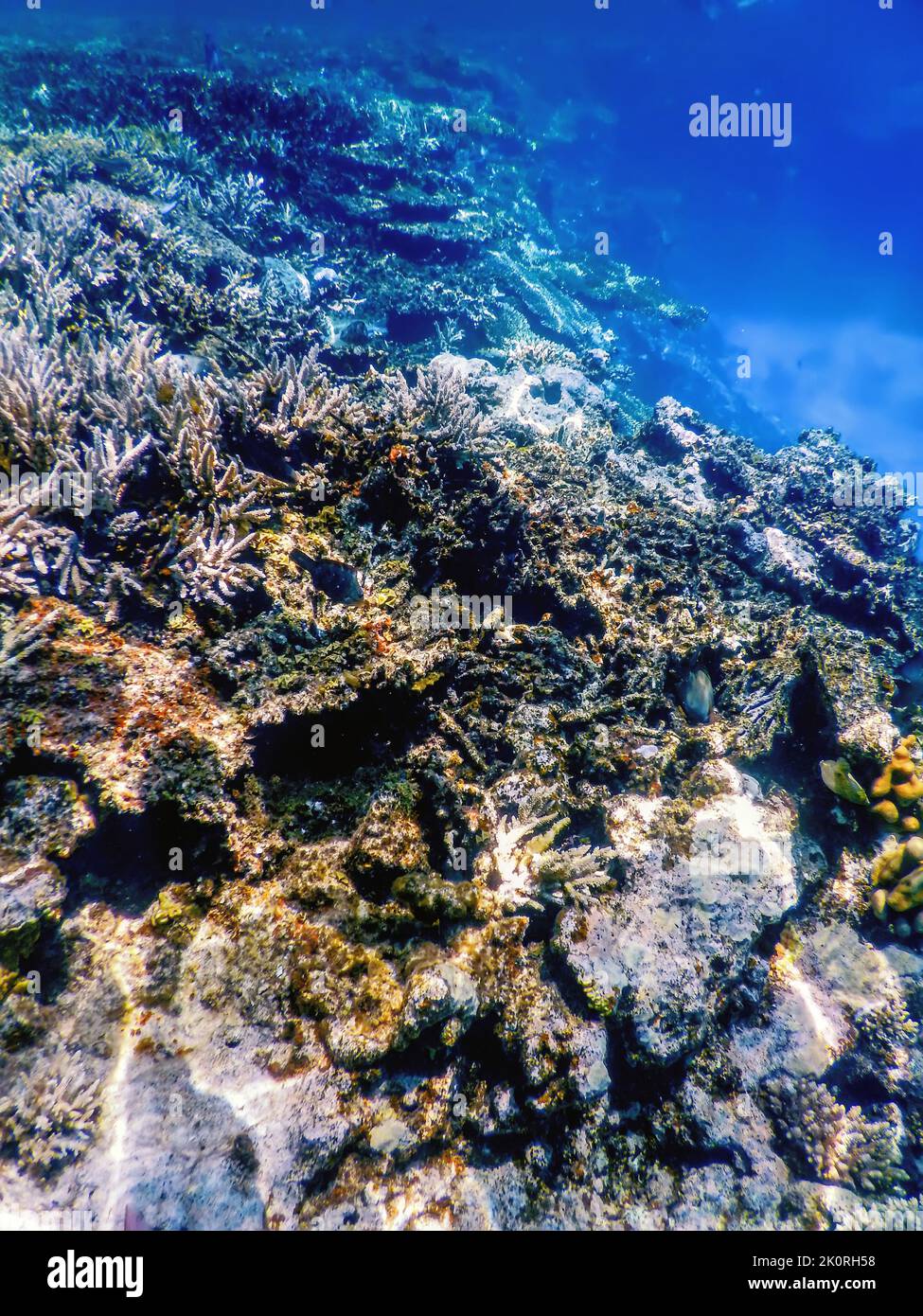 Underwater view of the coral reef, Tropical waters, Marine life Stock ...
