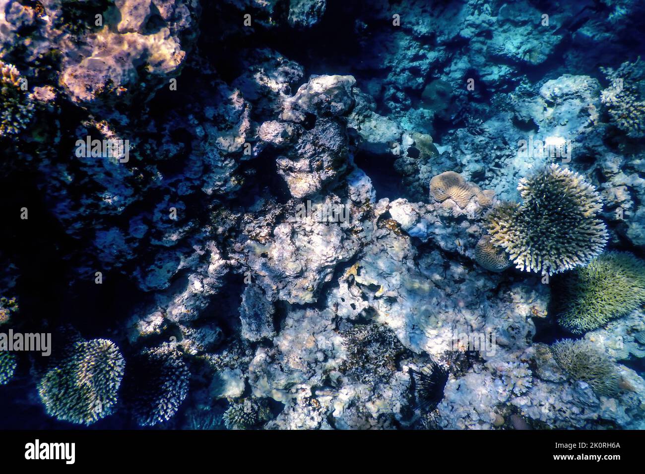 Underwater view of the coral reef, Tropical waters, Marine life Stock ...