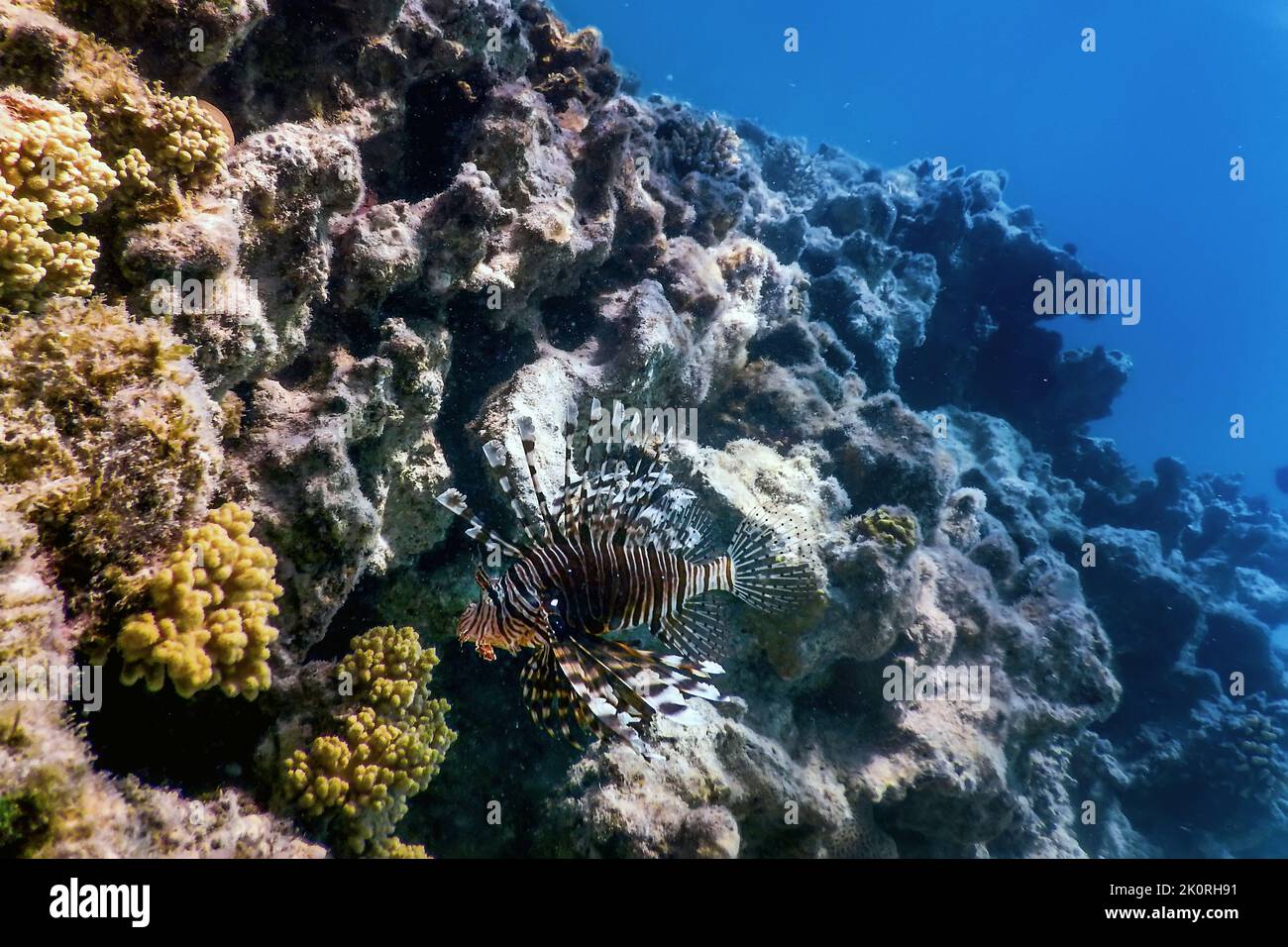 Lionfish venomous coral reef fish, invasive species (Pterois volitans ...
