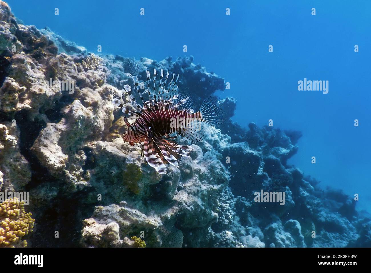 Coral Reef Invasive Species at Jeanette Taylor blog