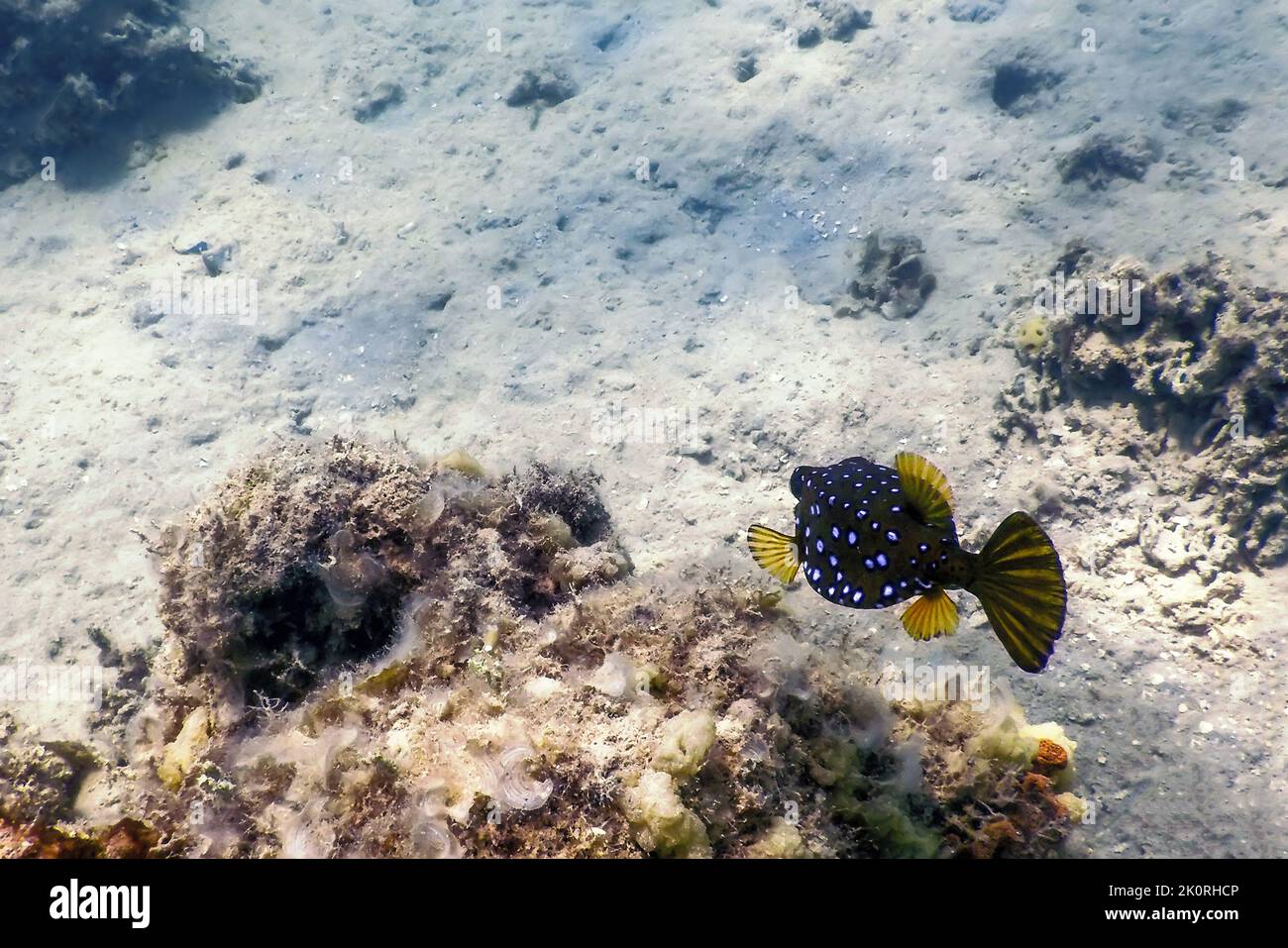 Boxfish seychelles hi-res stock photography and images - Alamy