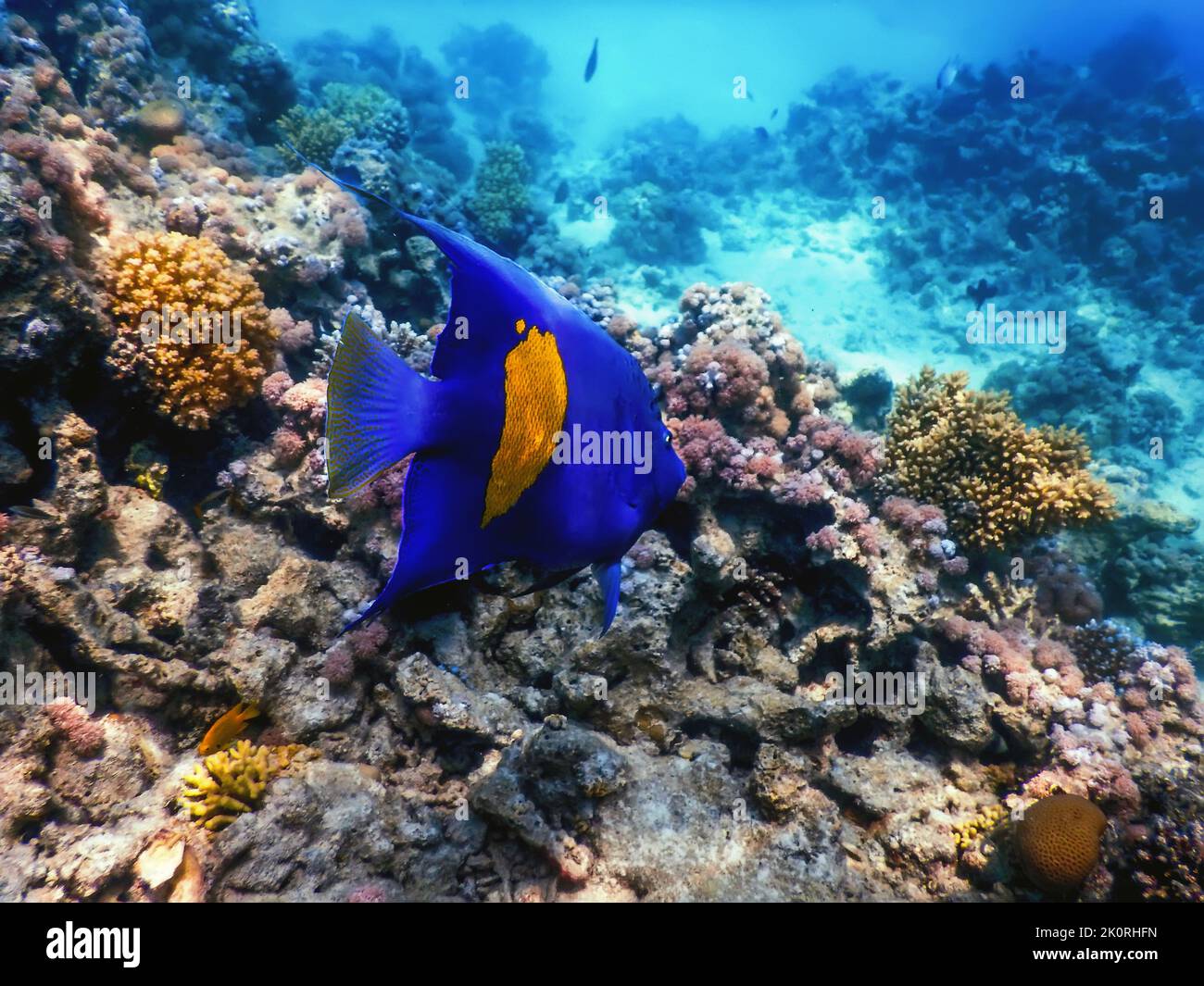 Yellow side damselfish (amblyglyphidodon flavilatus) underwater ...