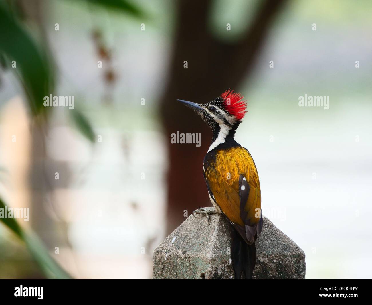 Black-rumped flameback bird spotted in Ambazari Garden-Nagpur Stock ...