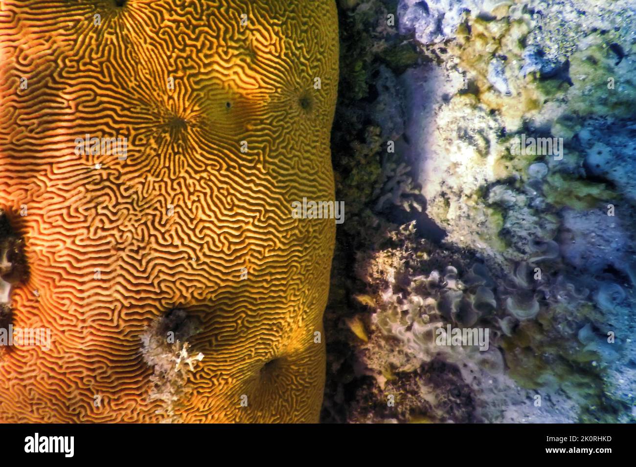 Brain coral in the bottom of the sea, Marine life Stock Photo - Alamy