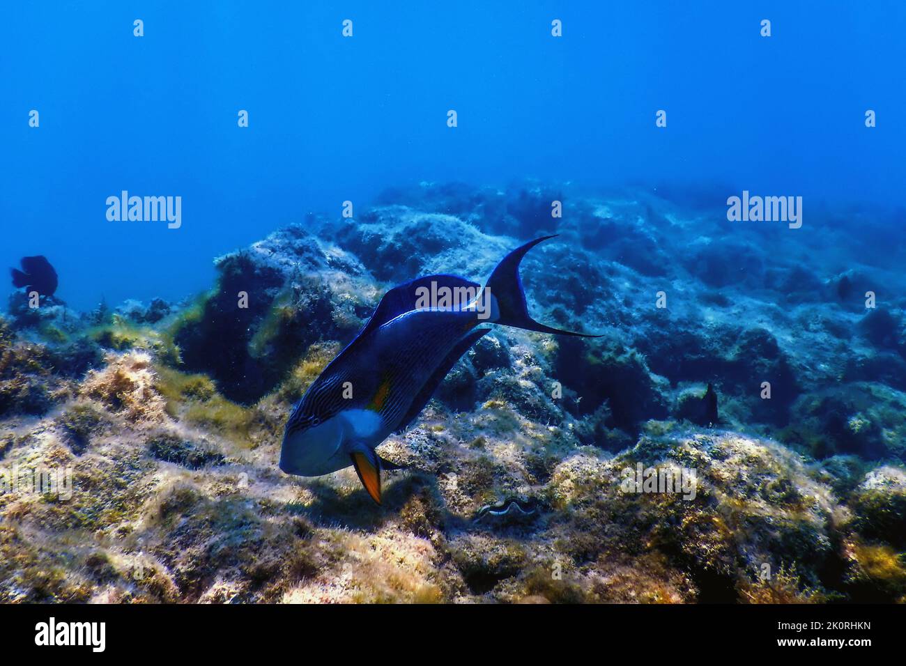 The Sohal Surgeonfish, sohal tang (Acanthurus sohal) Marine life Stock ...
