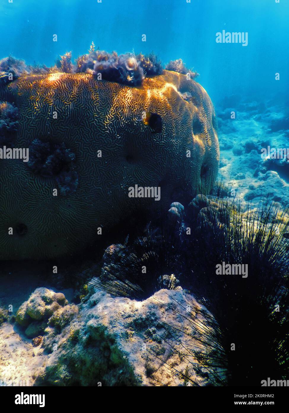 Brain coral in the bottom of the sea, Marine life Stock Photo - Alamy