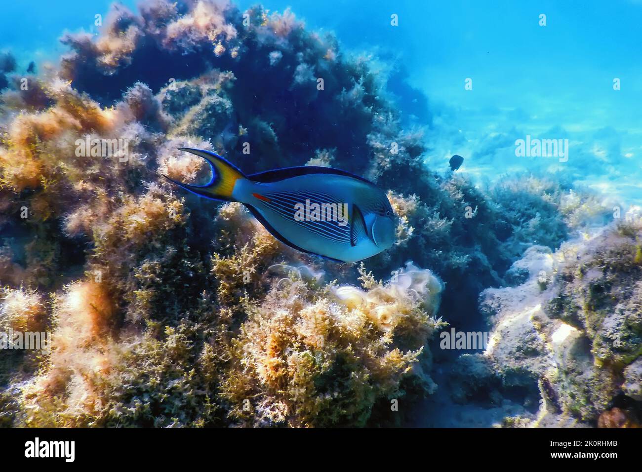 The Sohal Surgeonfish, sohal tang (Acanthurus sohal) Marine life Stock ...