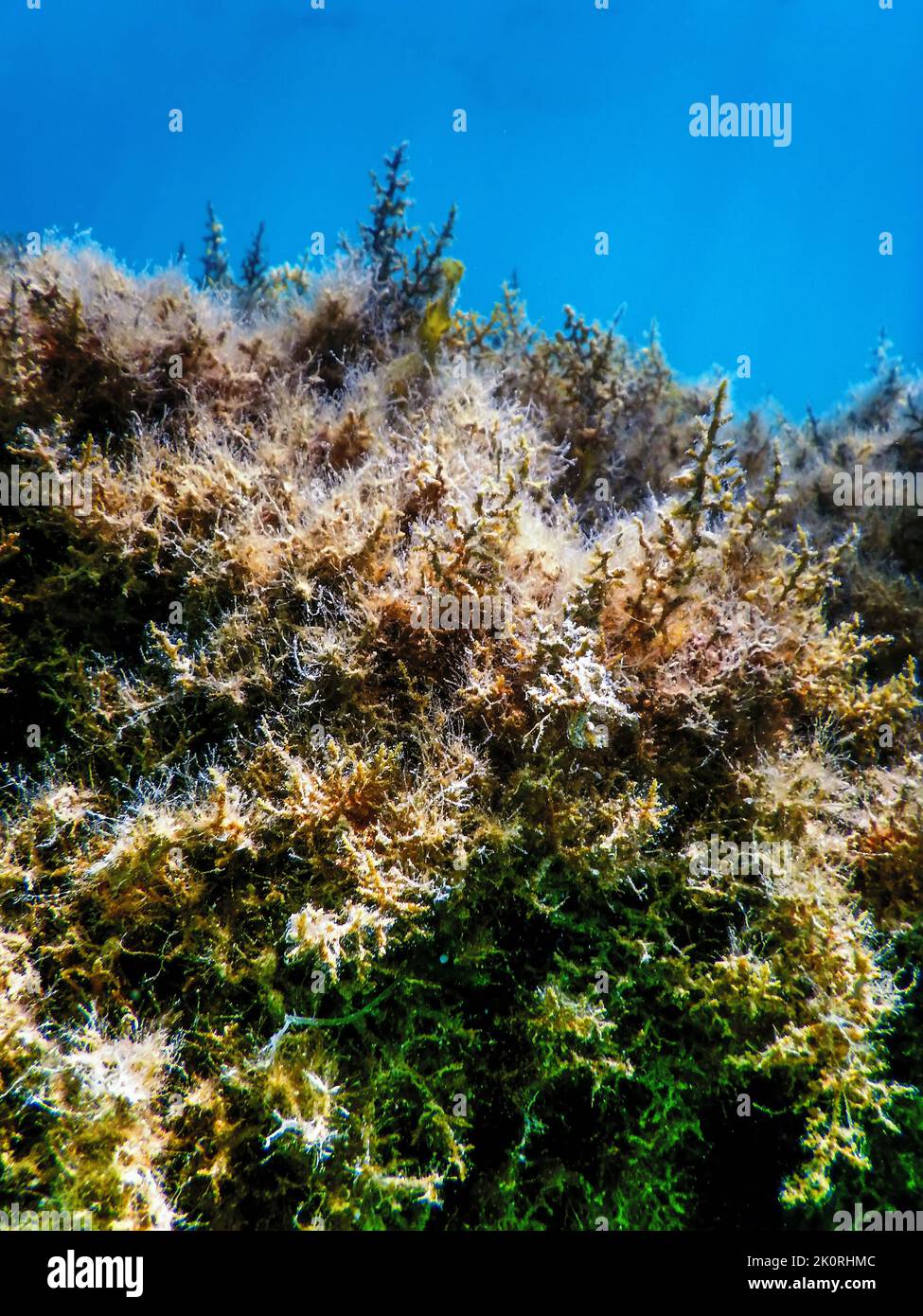 Seaweed, Seaweed Underwater, Seaweed Shallow Water near surface Stock ...