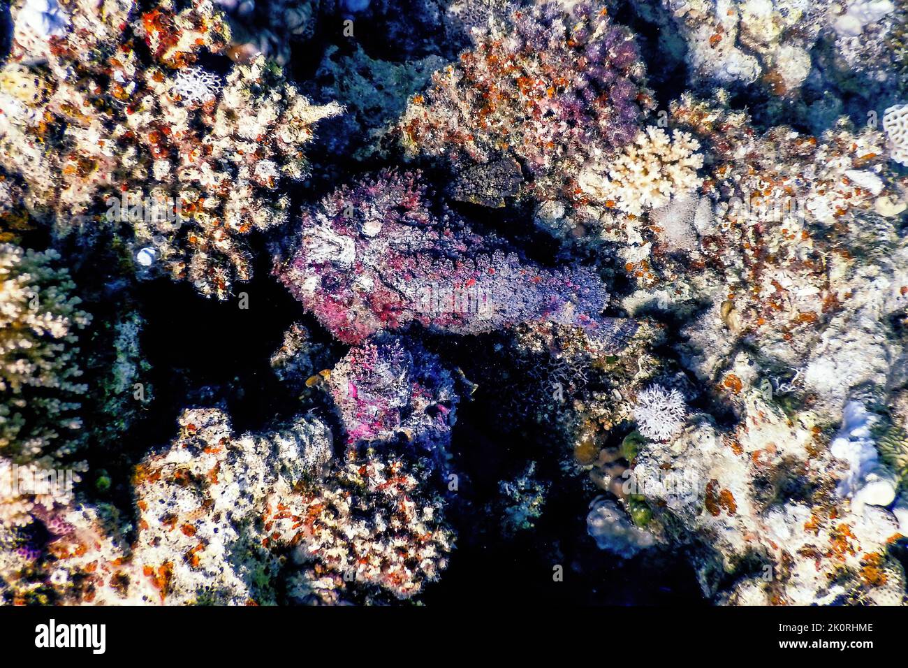 Stonefish (Synanceia verrucosa) Reef stonefish, Tropical waters, Marine ...