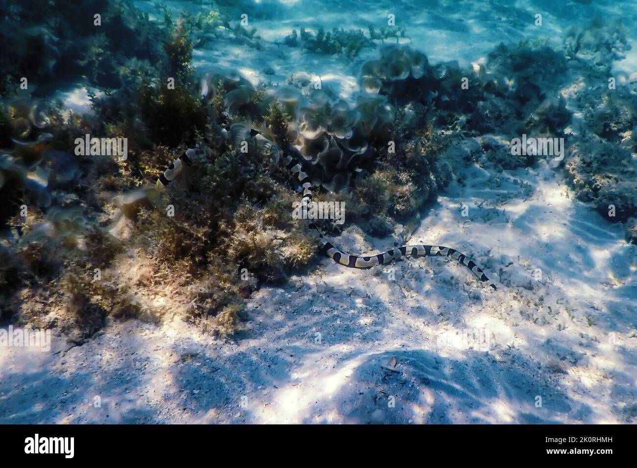 Banded snake eel (Myrichthys Colubrinus) Tropical waters, Marine life ...