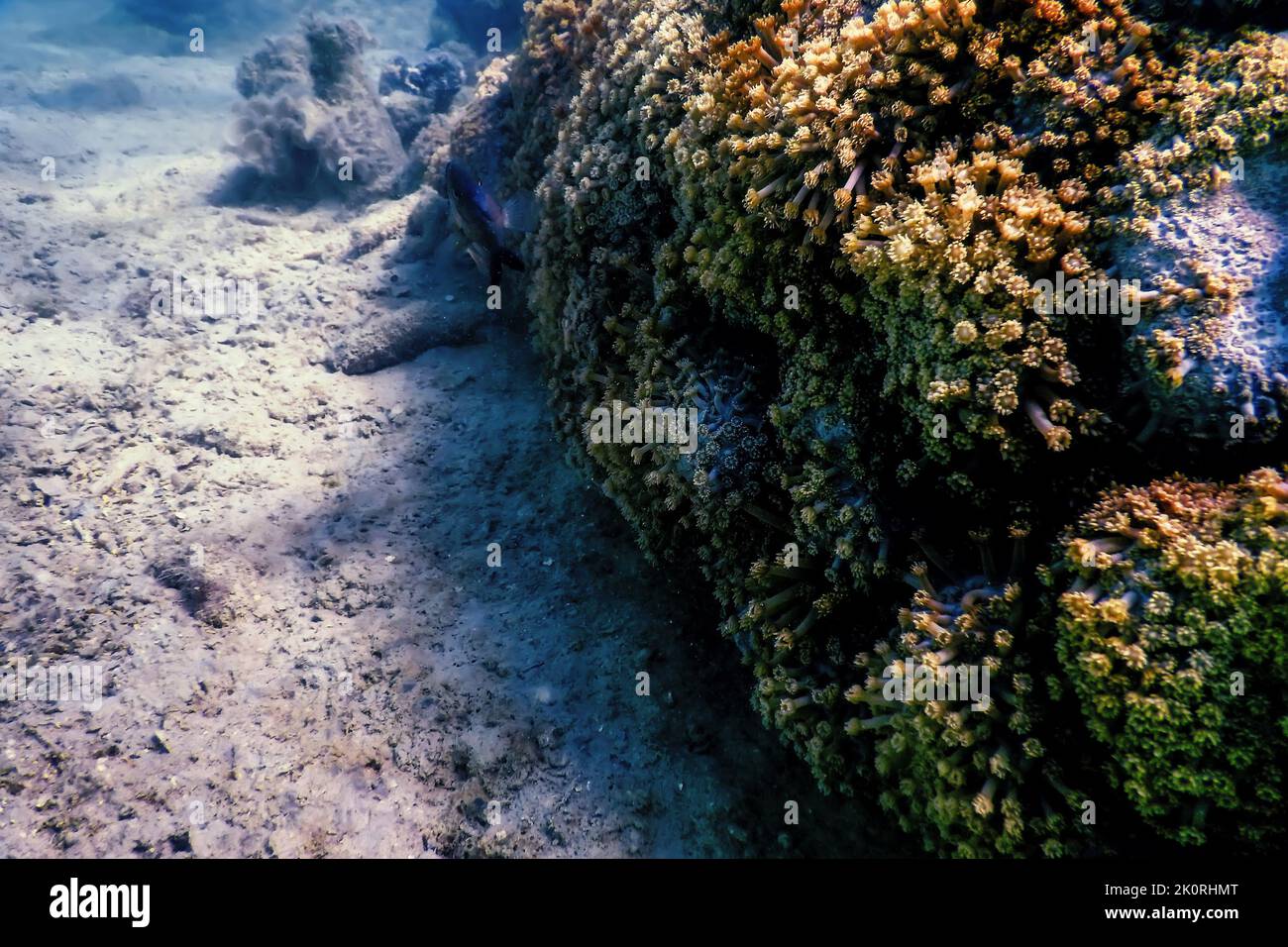 Polyps of the coral, Underwater landscape reef, Blue underwater ...