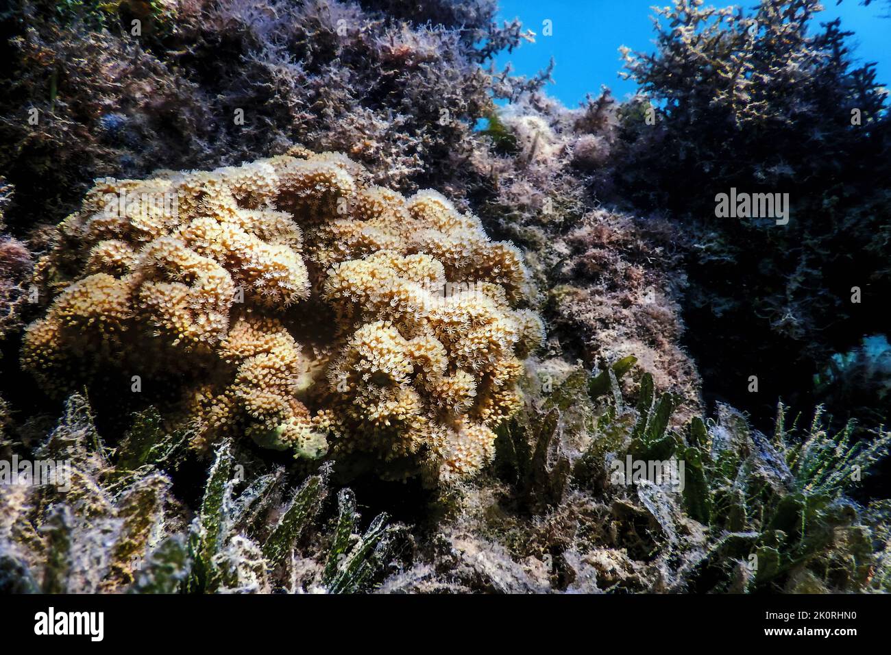 Polyps of the coral, Underwater landscape reef, Blue underwater ...