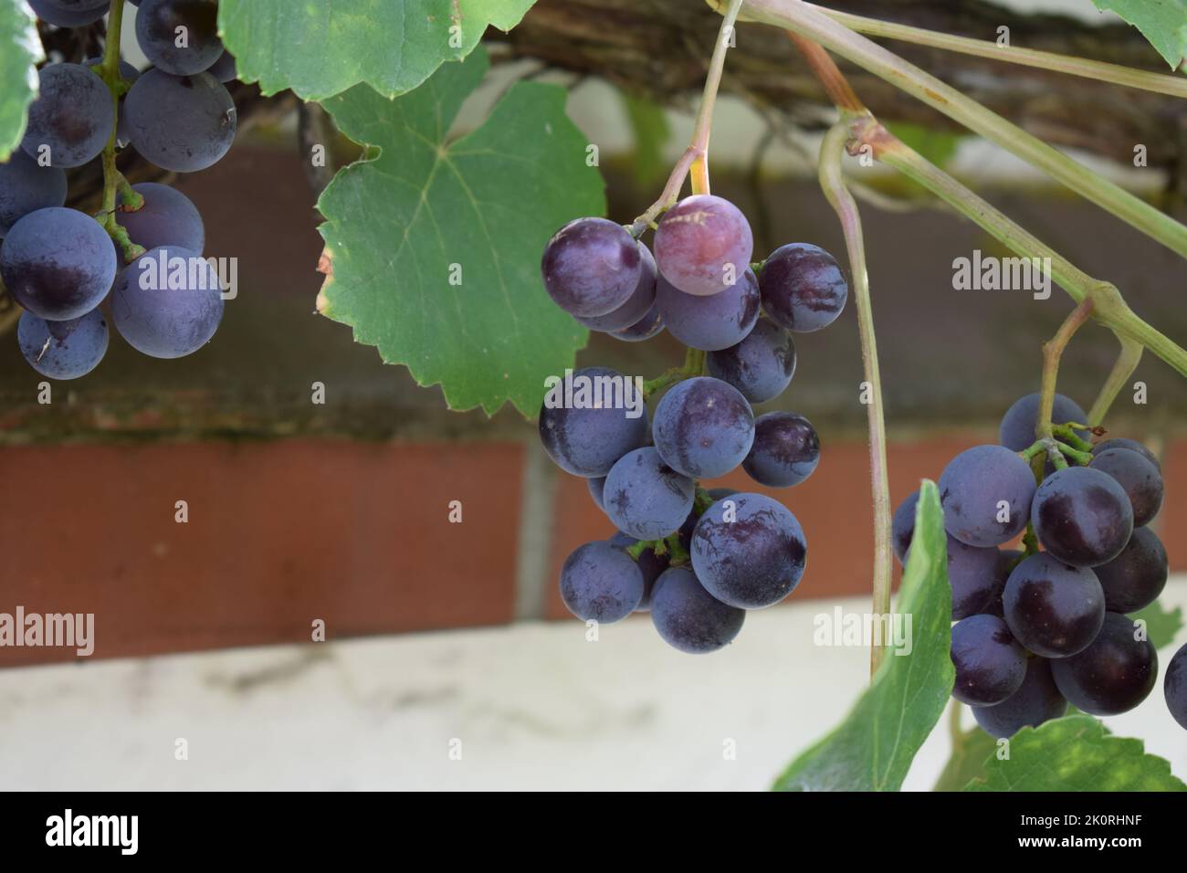 Ripe rd grapes hi-res stock photography and images - Alamy